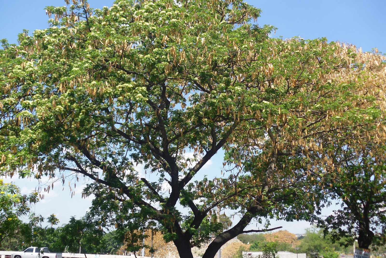 MEDICINA TRADICIONAL DOMINICANA