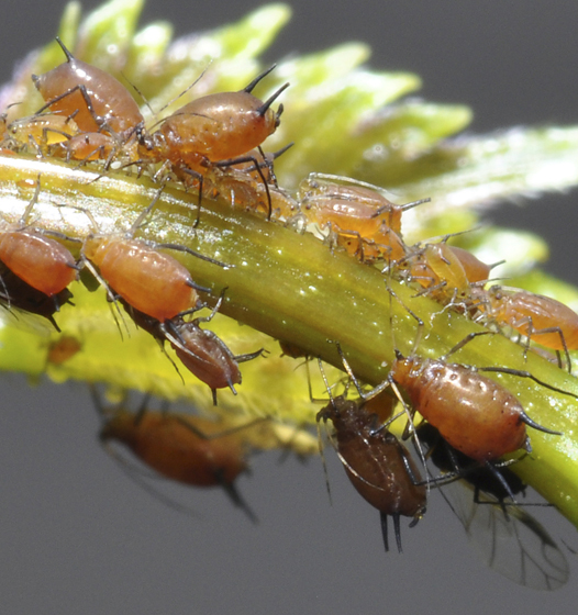 Berikut Hama Kutu Daun (Aphis sp.) | Hama & Penyakit Tanaman