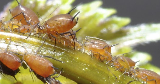 Berikut Hama Kutu Daun (Aphis sp.) | Hama & Penyakit Tanaman