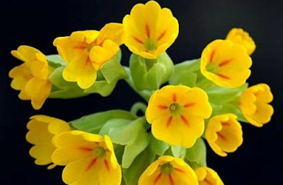 SHENDETI DHE KUJDESI PER LEKUREN. PERDORIMI I BARNAVE POPULLORE ...