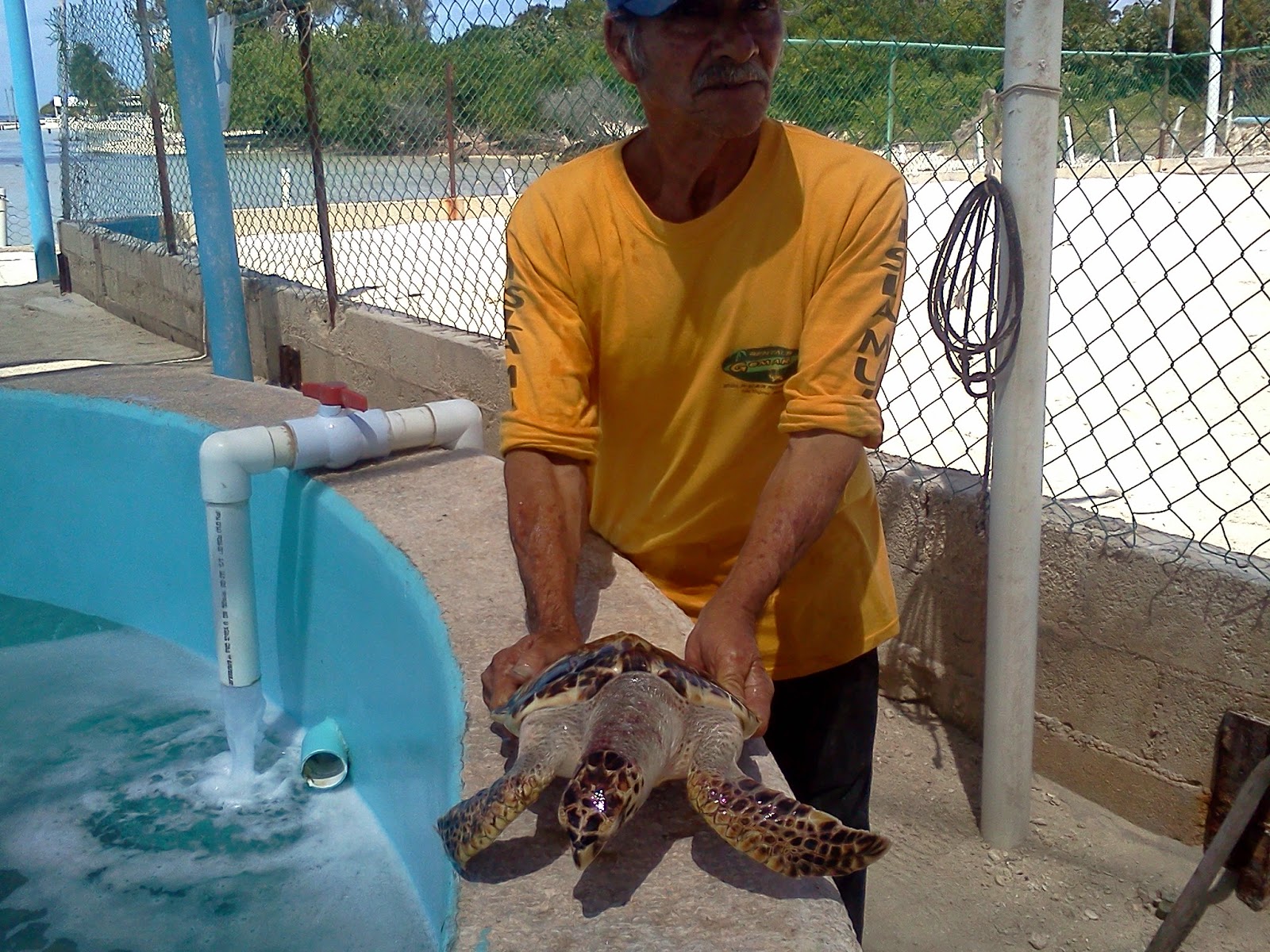 Turtle Farm