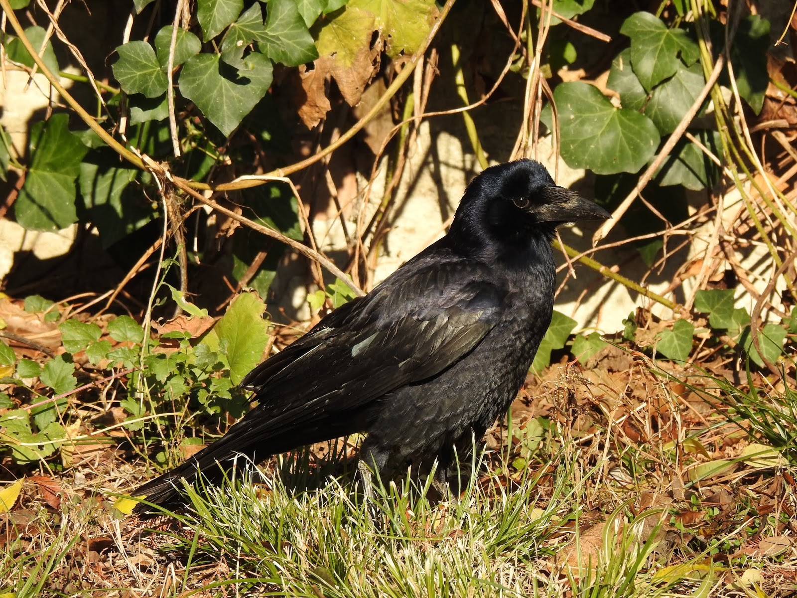 PASARI DIN ROMANIA: CIOARA DE SEMANATURA, Corvus frugilegus