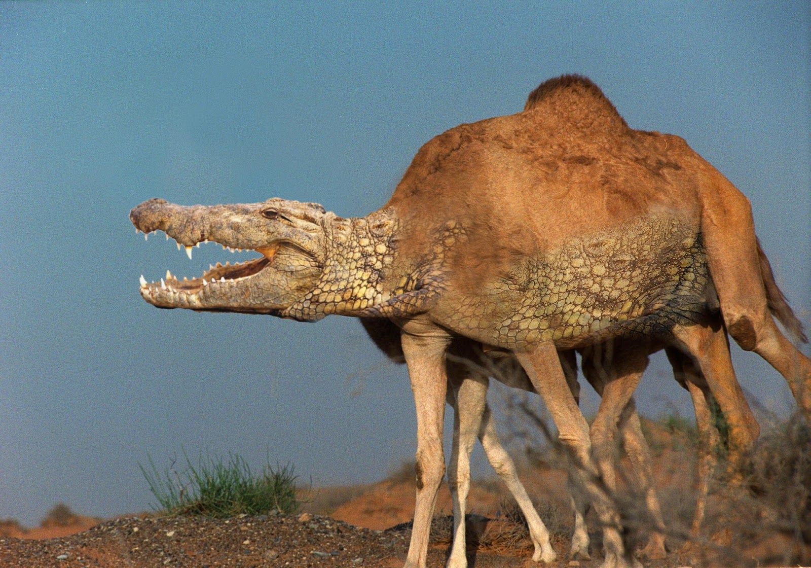 Vi har kjøpt oss dromedille!