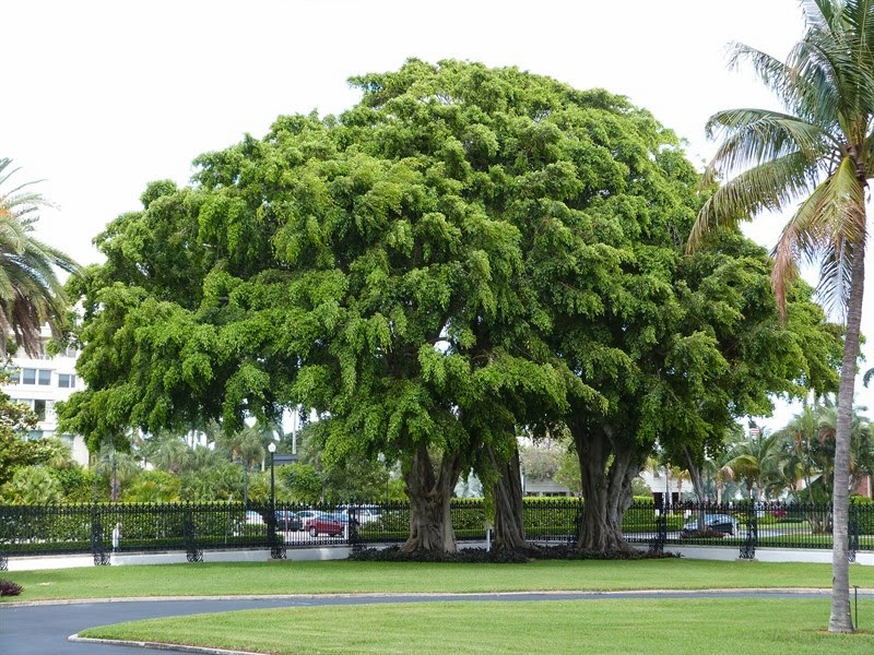 Retired and Lovin' It: FLAGLER MUSEUM IN PALM BEACH FLORIDA