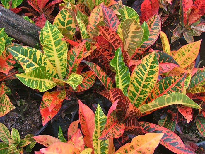 RW PAISAGISMO: COLORIDAS: CRÓTON