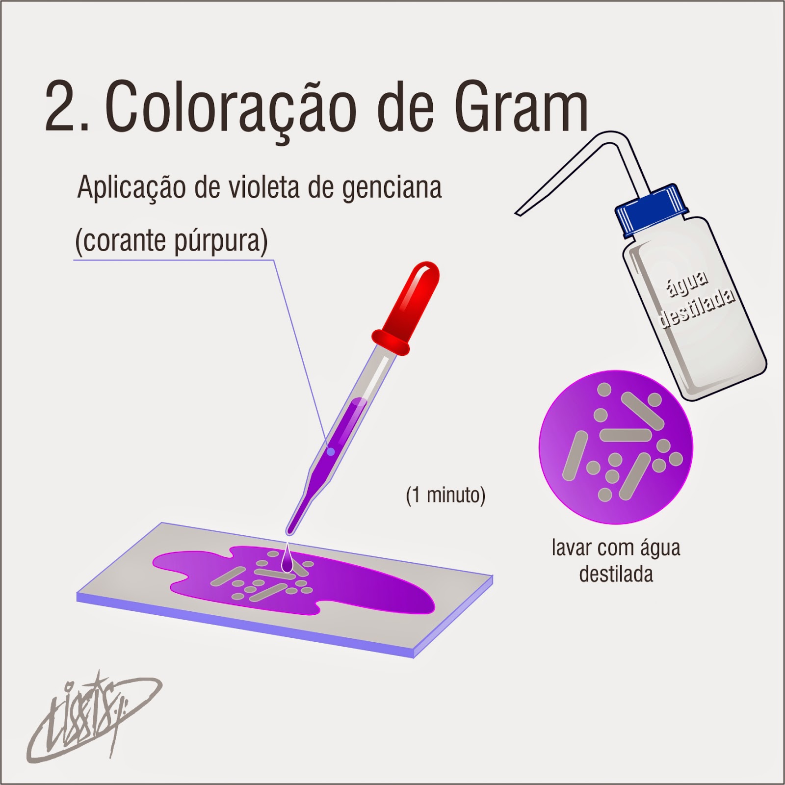 Desenho e Quadrinhos: Coloração de Gram - Gram staining