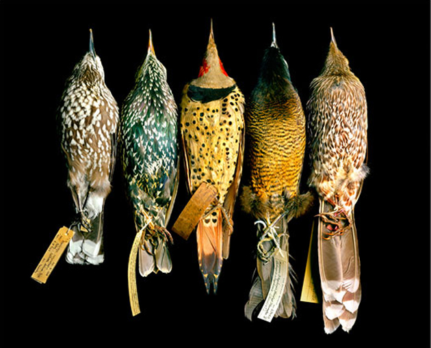 the infinite pattern: mark laita.