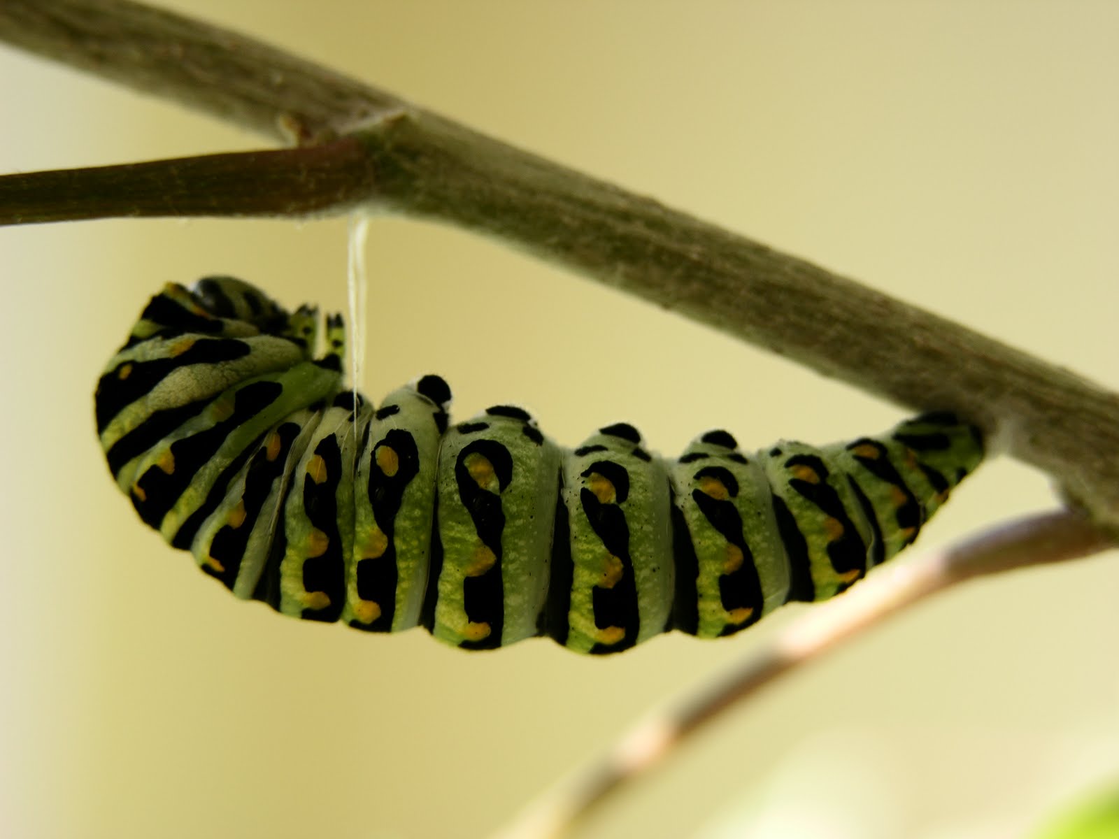 Eagle Feathers: Narodziny motyla