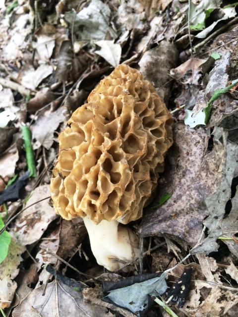 Ciuperci Ana Lugojana: ZBARCIOGI AGAIN