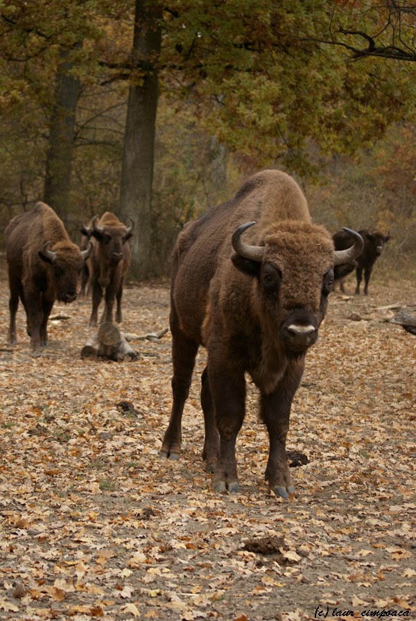 (c)Photography beyond words,poze,fotografii,photo from Romania: Zimbri ...
