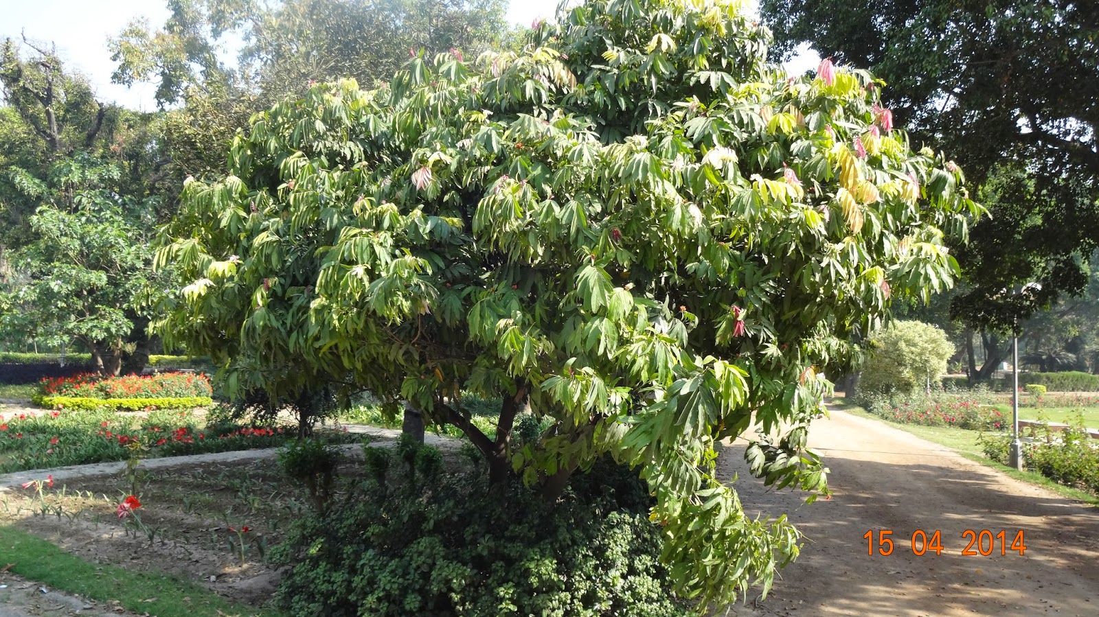 Plants of Lahore - Pakistan: Ashoka Tree- Showing colors now