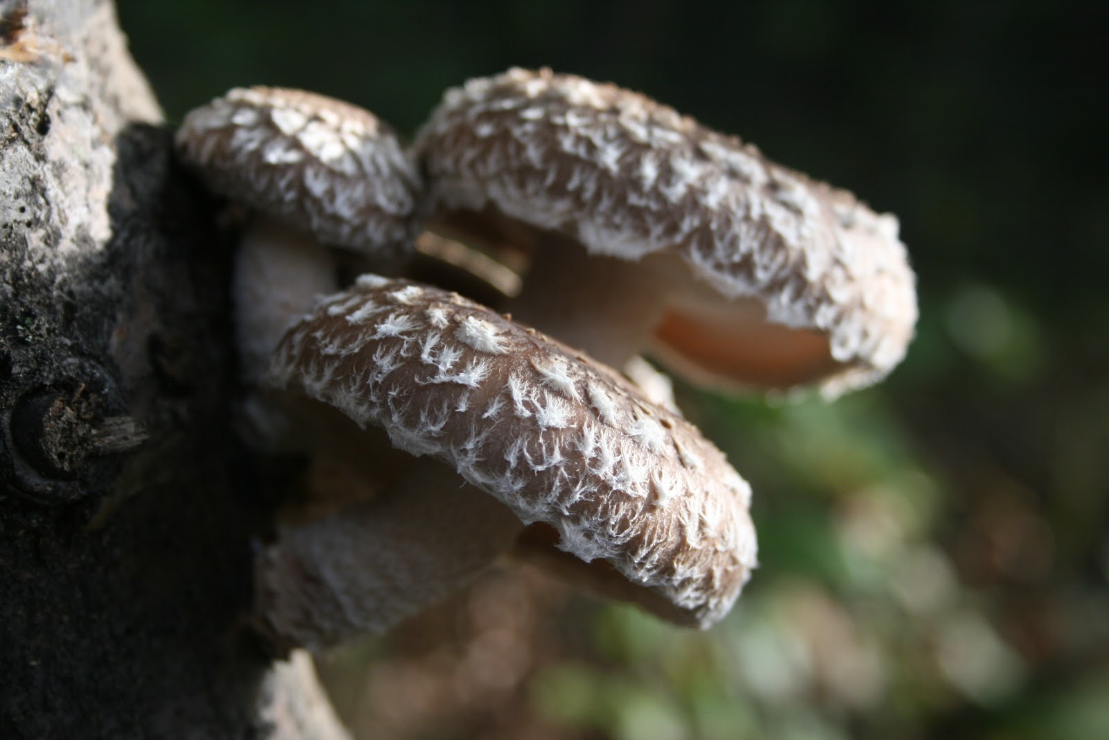 Mushrooming Together