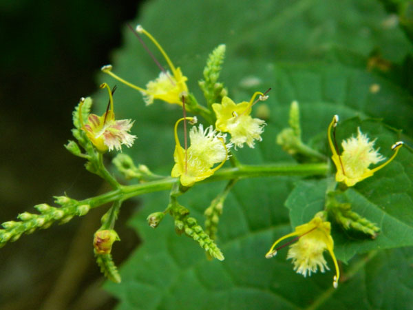 Our Green Neighbors: Stone Root (Collinsonia canadensis)