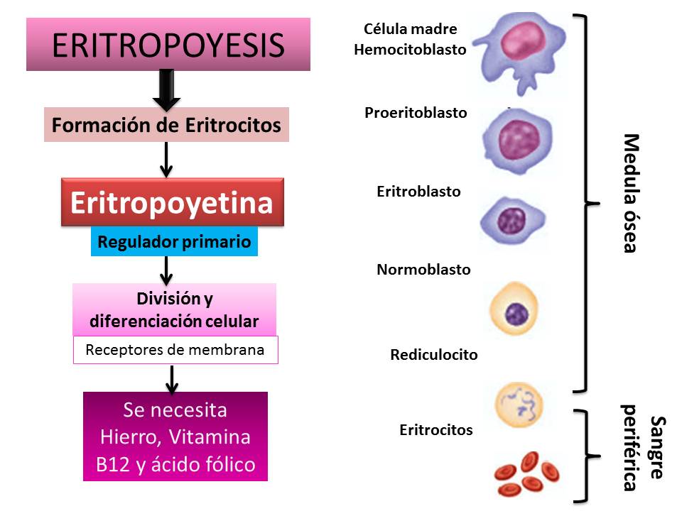 Blog Shido De Fisiología Medica: ERITROPOYESIS