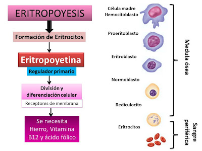 Histología de la Sangre: Eritropoyesis