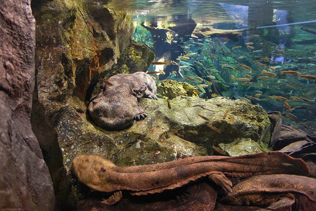 Share it! Science : Japanese Giant Salamanders win "Dad of the Year"