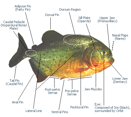 Piranha | Animal Wildlife