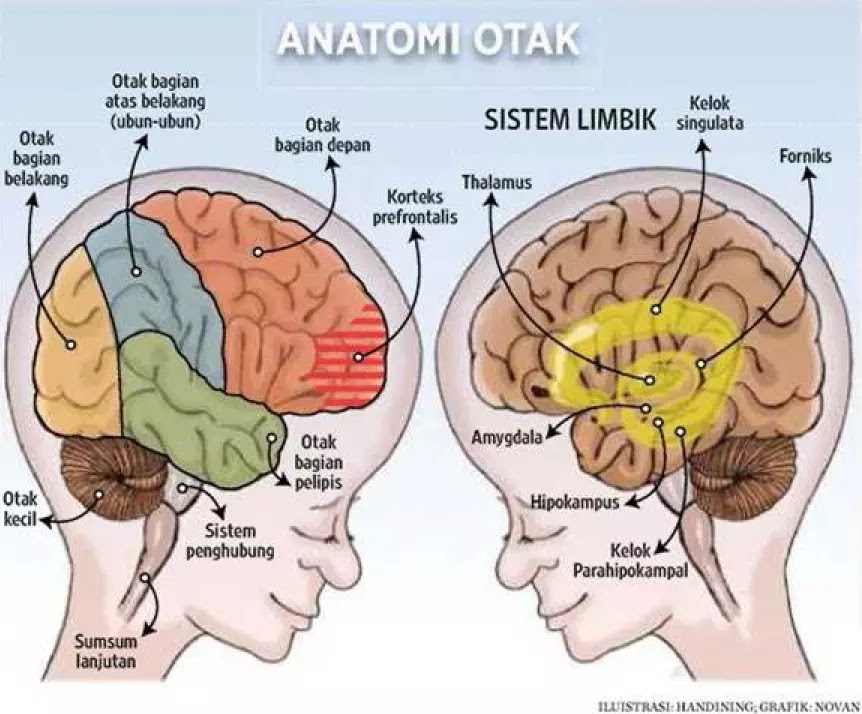 produk detokstifikasi