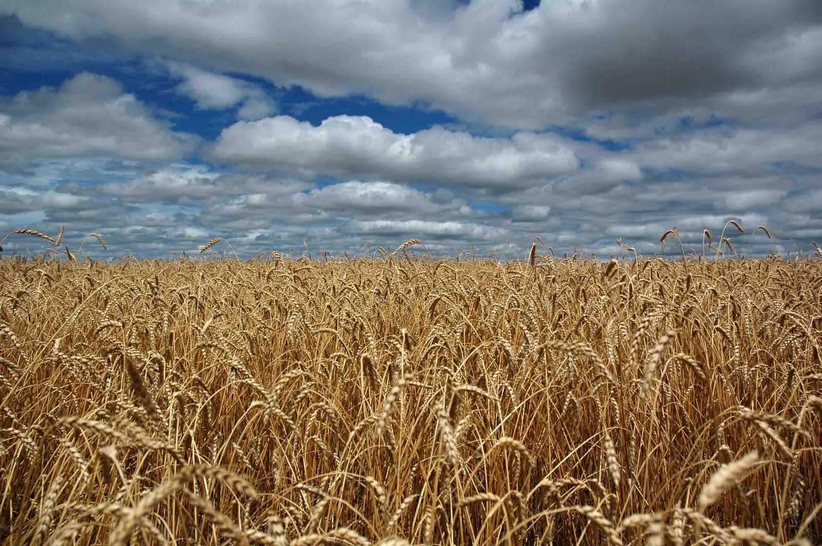 FERNANDO KLUWE DIAS FOTOS: trigo-01