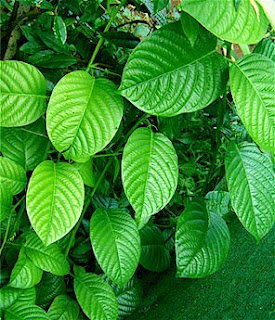 Rare Ayurvedic Plants