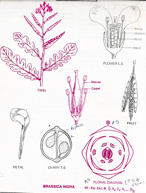 All biology classes: BRASSICACEAE