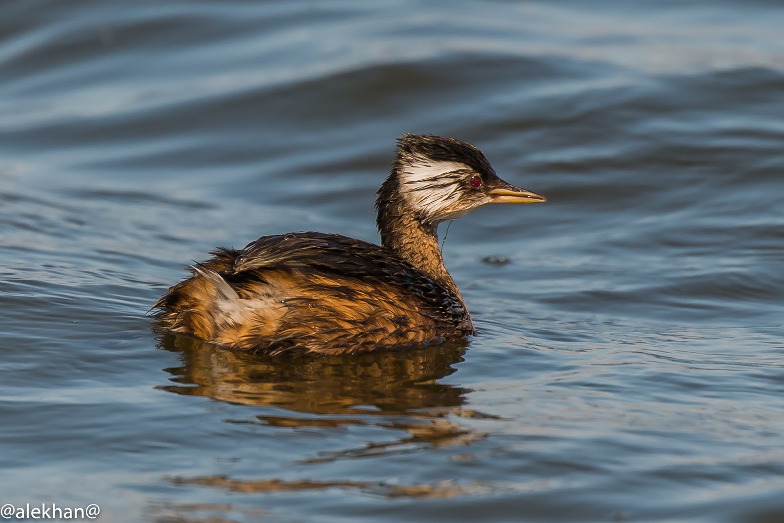 Pájaros, Pajarracos: Pimpollo