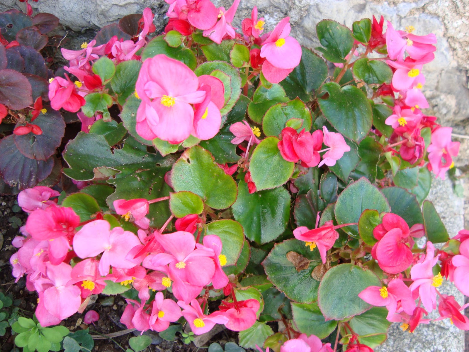 CULTIVO DE LAS BEGONIAS - El Jardín de Elbe