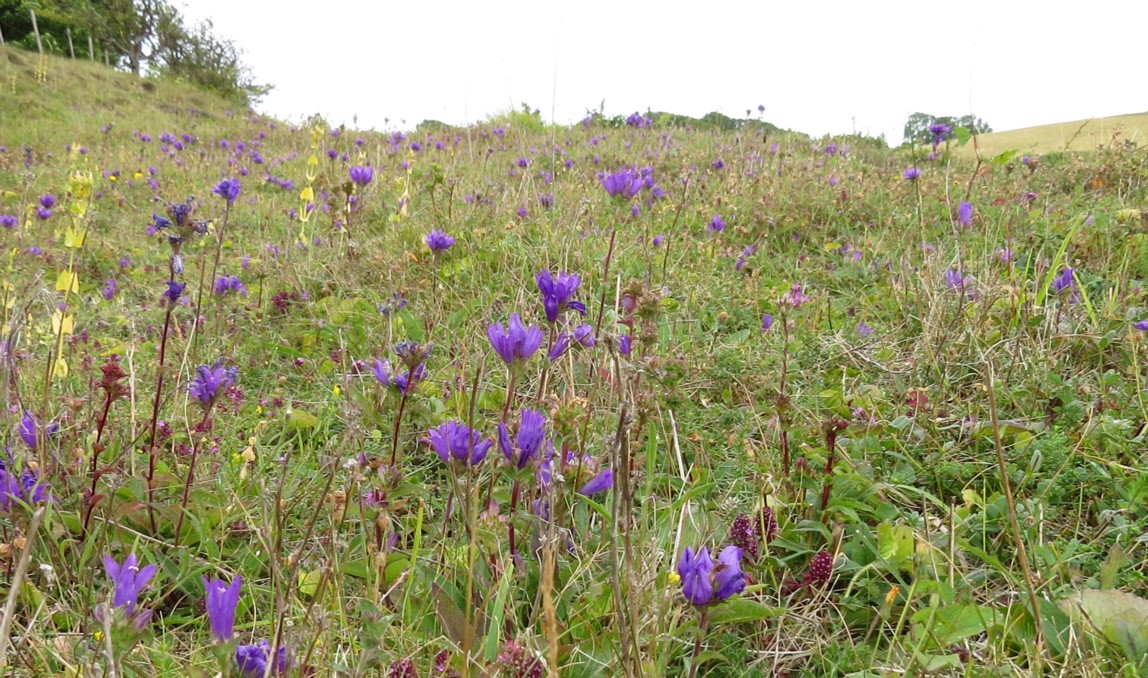Wildwings and Wanderings: Knocking Hoe