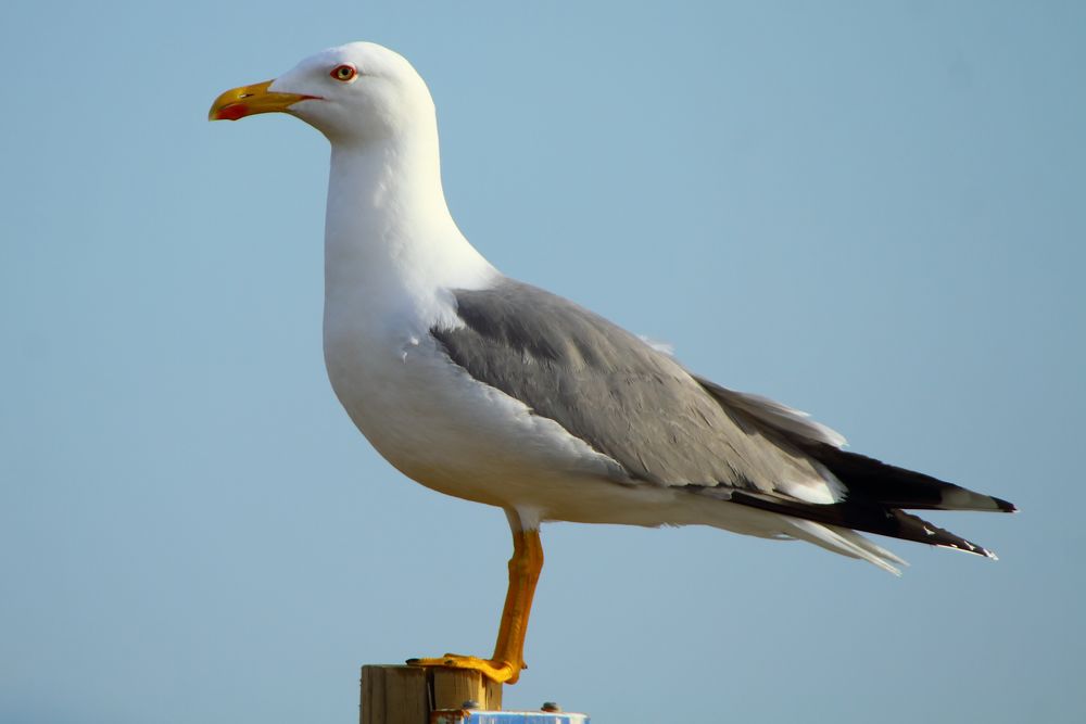 Birding Is Fun!: GULLS OF SPAIN - GAVIOTAS DE ESPAÑA