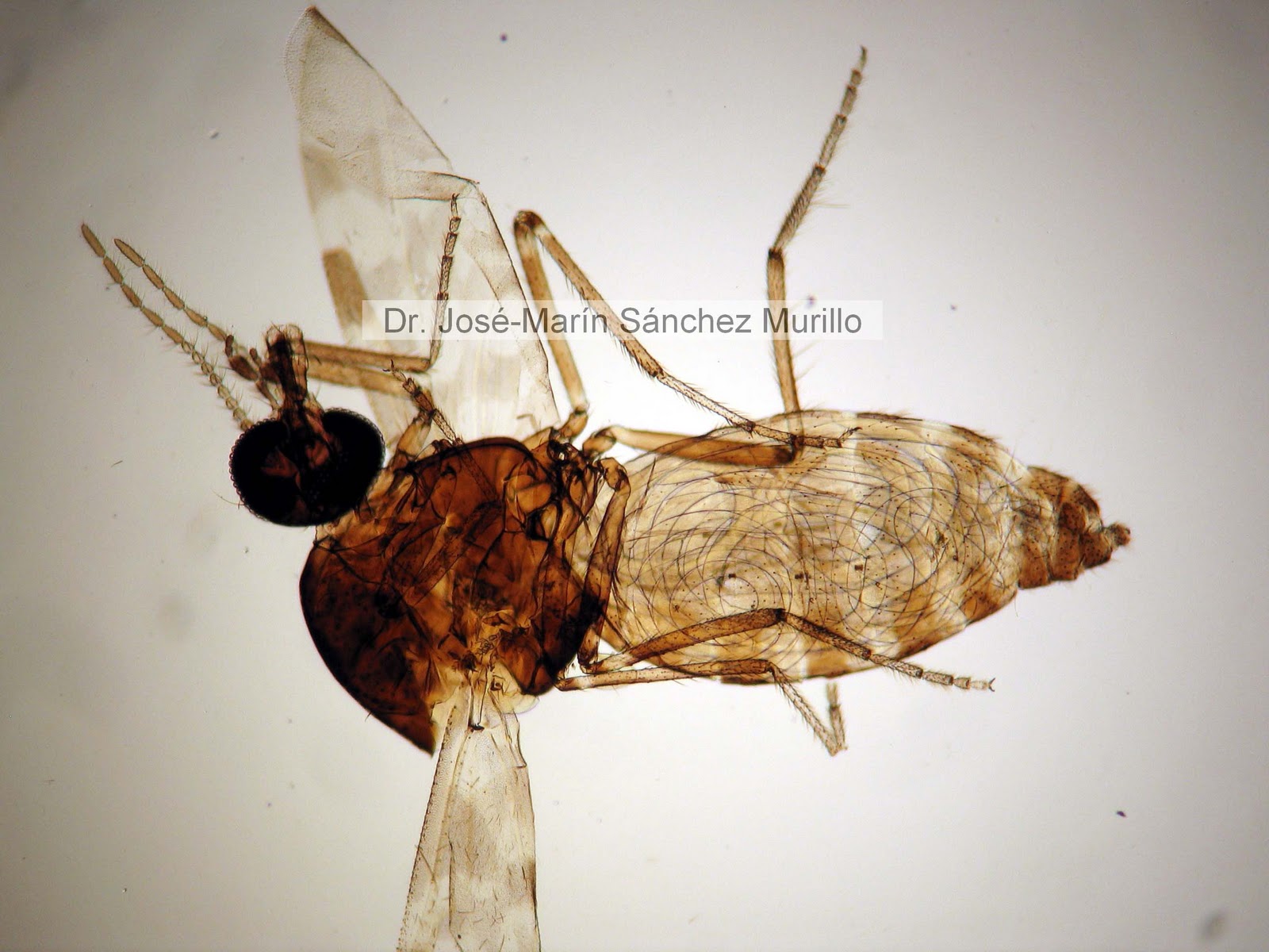 CULICOIDES: INDIVIDUOS INTERSEXO