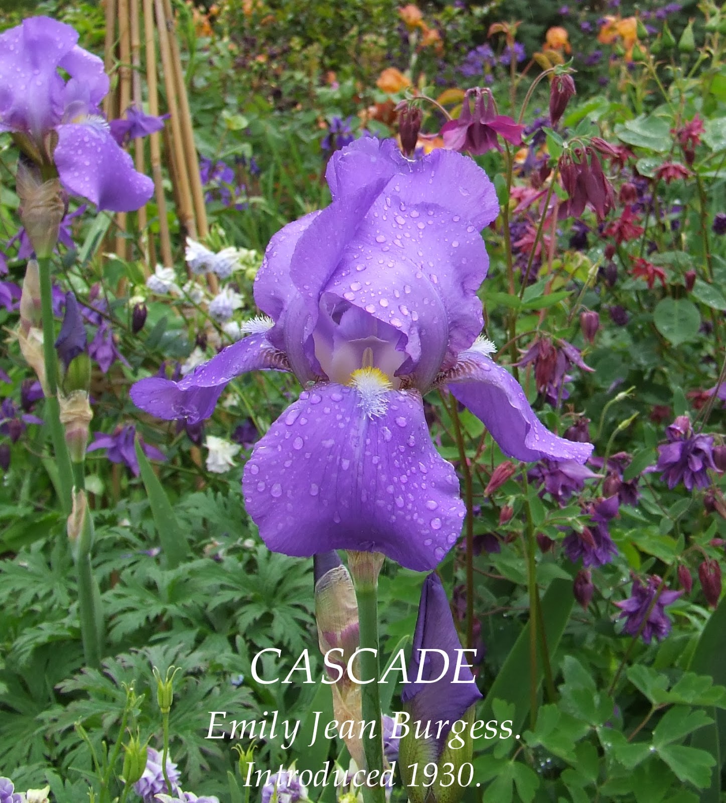 Tall Bearded Iris CASCADE ~ HERITAGE IRISES