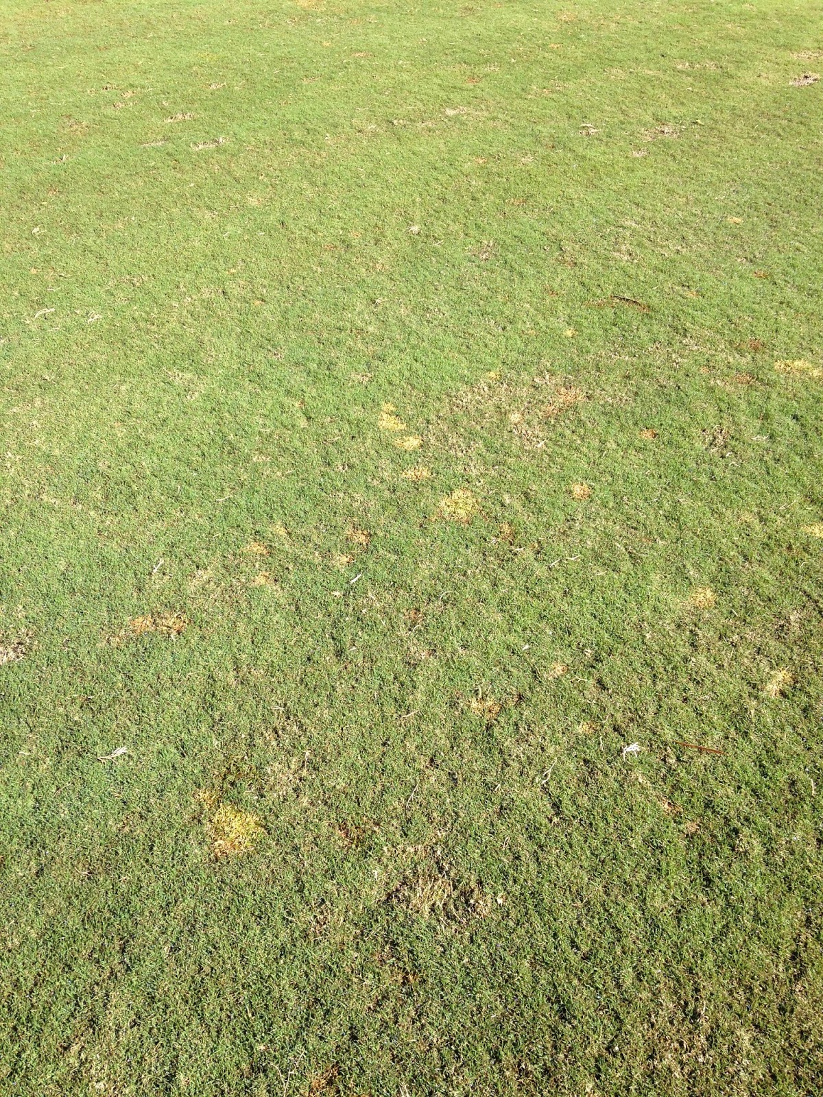 Bernardo Heights Country Club Turf Page: Say Goodbye to Ryegrass