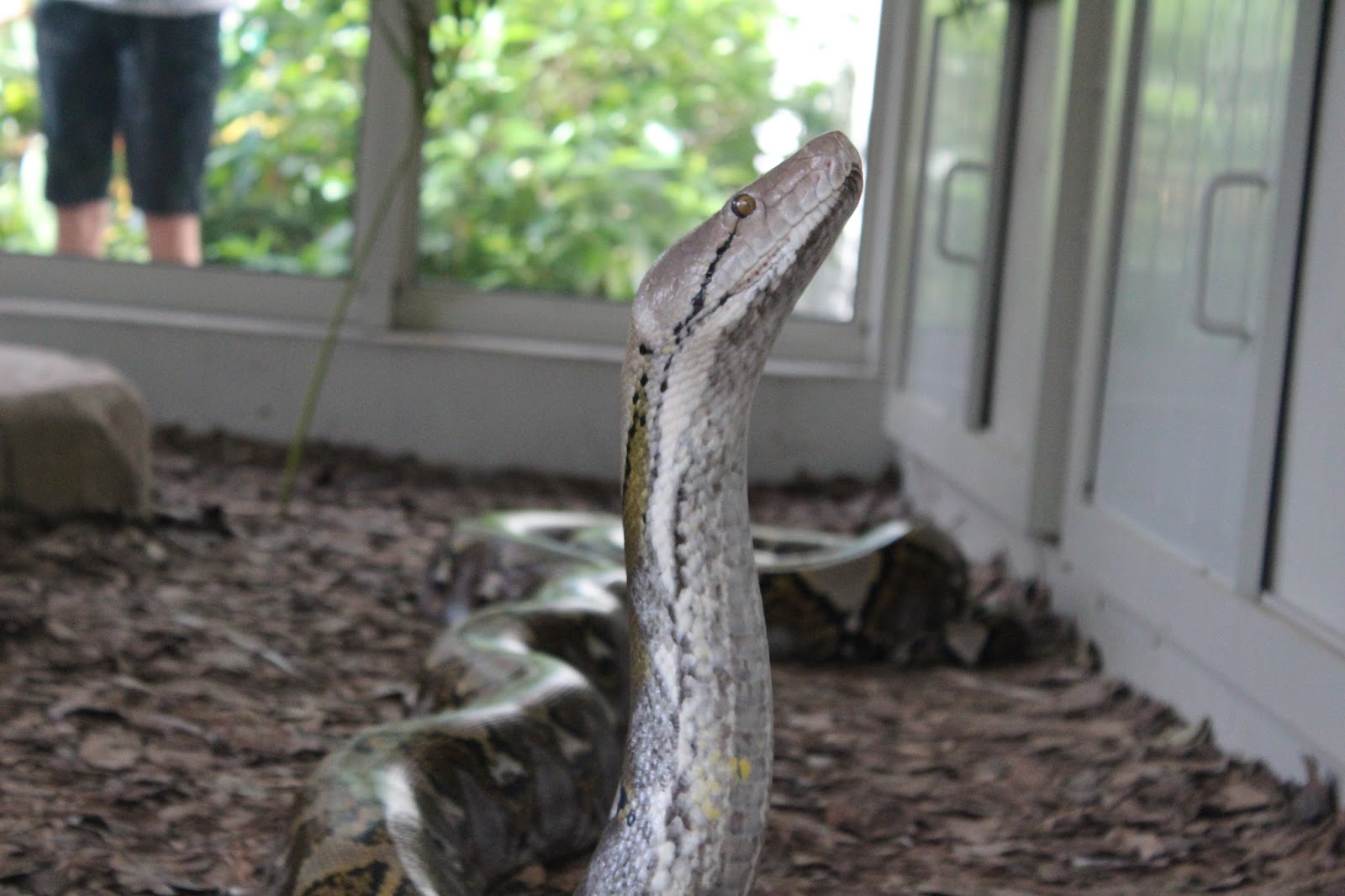 Tetrápodos: características, origen y evolución - Puerto Rico Loves Biology