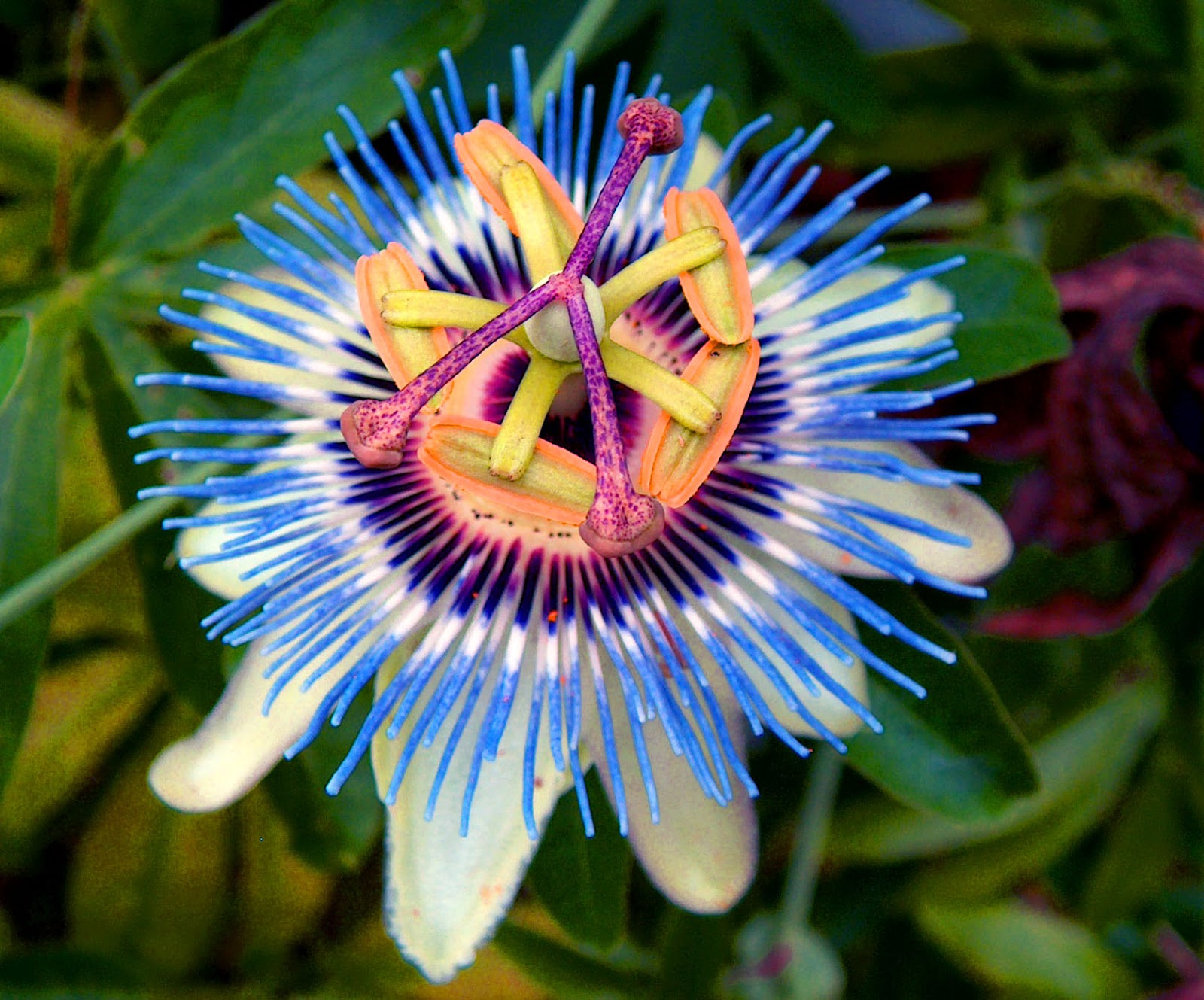 Flower Homes Passion Flowers