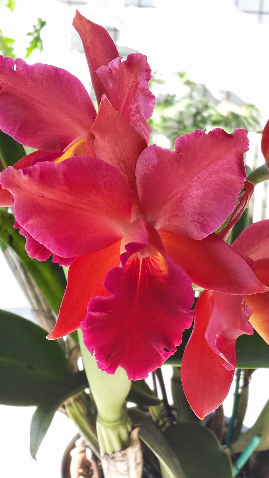 ORQUIDARIO RECREIO : BLC BRUNO BRUNO big red meristema