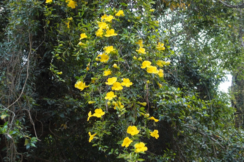 Don’t Grow This Plant In Your Garden: Cat’s Claw | Sri Lanka Guardian