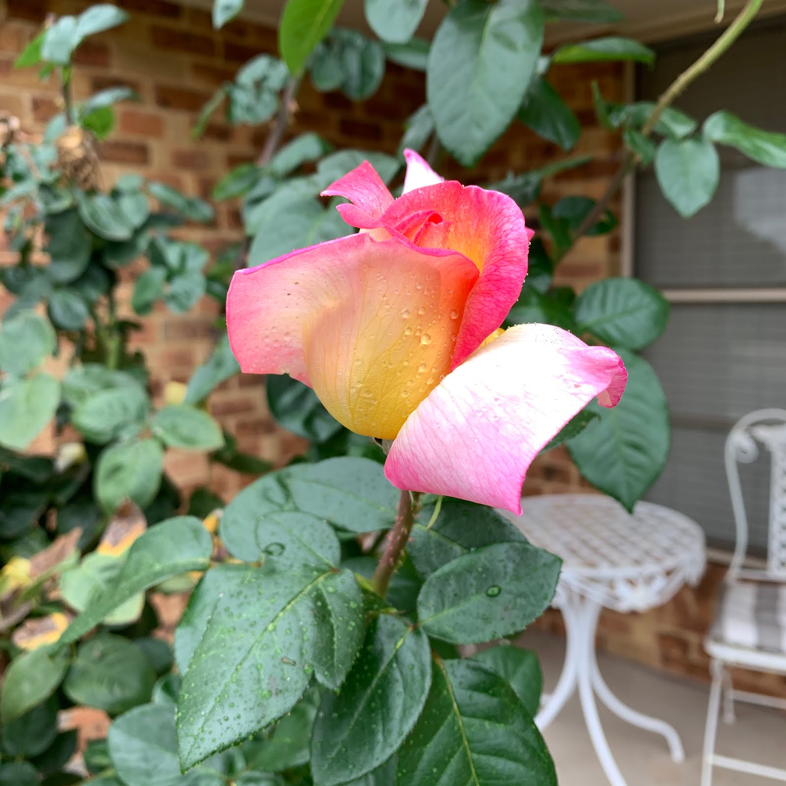 jannimary: Raindrops on Roses and Whiskers on Kittens