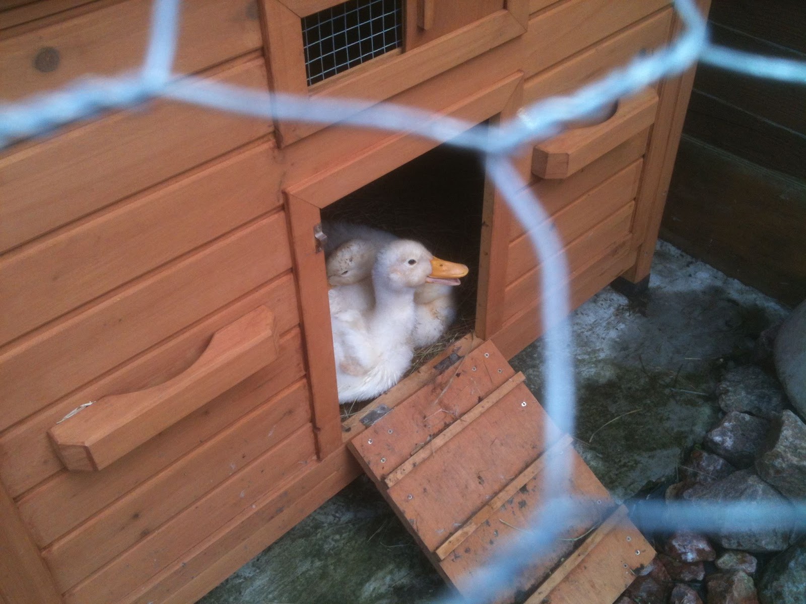 Keeping Ducks from Scratch!!: Keeping Ducks from Scratch in an Urban Garden