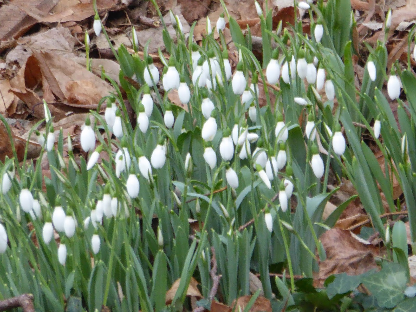 Wild and Wonderful: Signs of Spring ... Snowdrops in Suffolk
