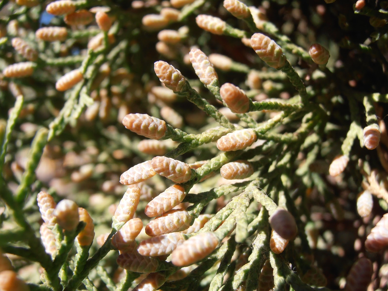 CIPRÉS: Cupressus sempervirens | Plantas rioMoros