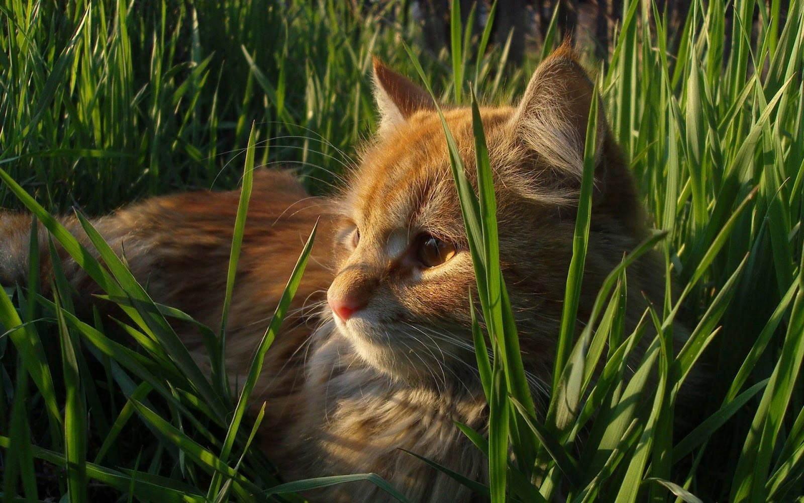 Cat in Grass Wallpaper