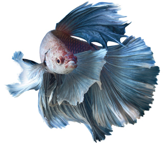 How to Maintain Fighter Fish Tank Healthy!