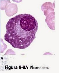 Hematologia: Serie Leucocitaria, Linfocito