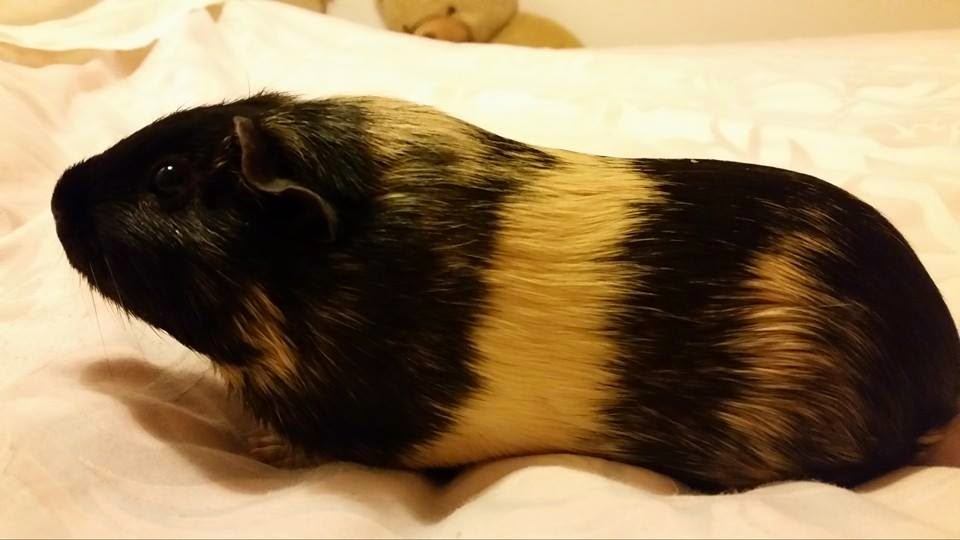 My Cavy Kingdom: Shorthair