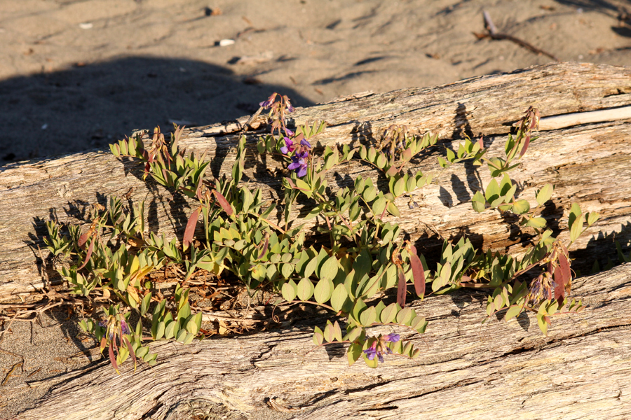 The Naturalest Naturalist: Saanichton Spit's Sensitive Species