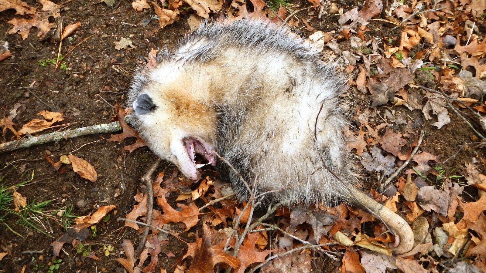 The Singing Farmwife: Possum Come A Knockin' At the Door