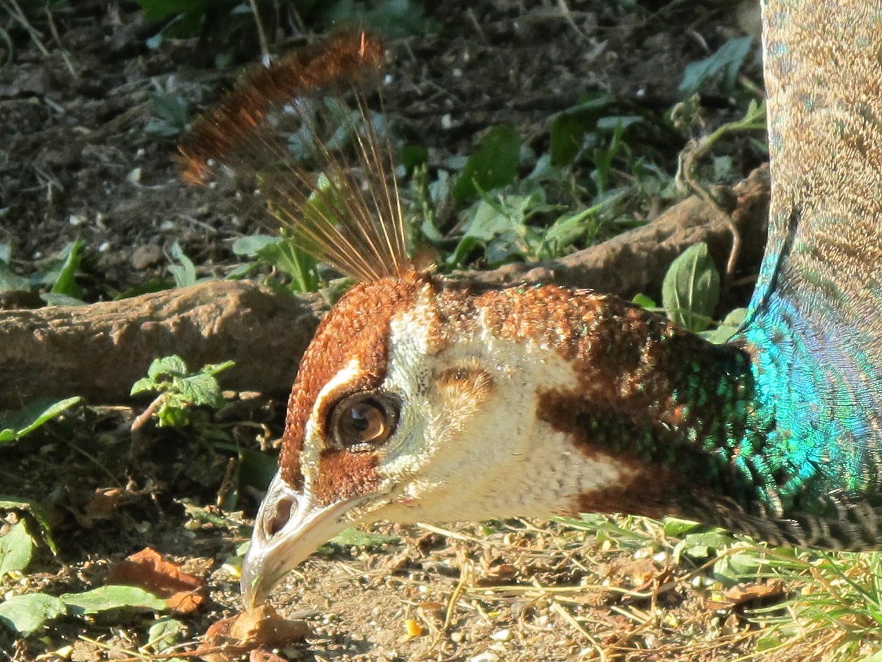 Blue Jay Barrens: Weird Turkey