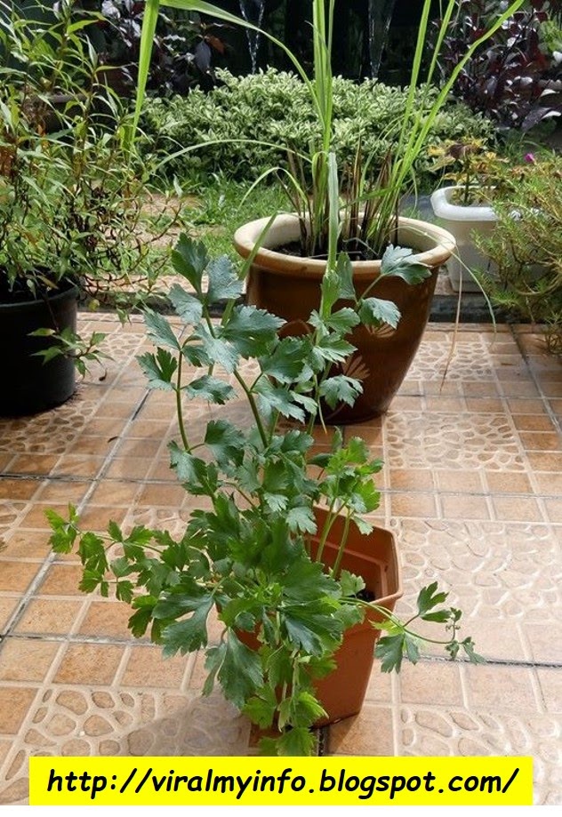 Cara Menanam Pokok Herba di dalam Pasu | PeNa KLaSIK.Com