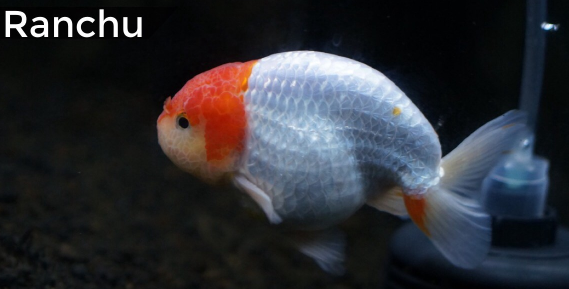 IKAN KOKI RANCHU - PERIKANAN