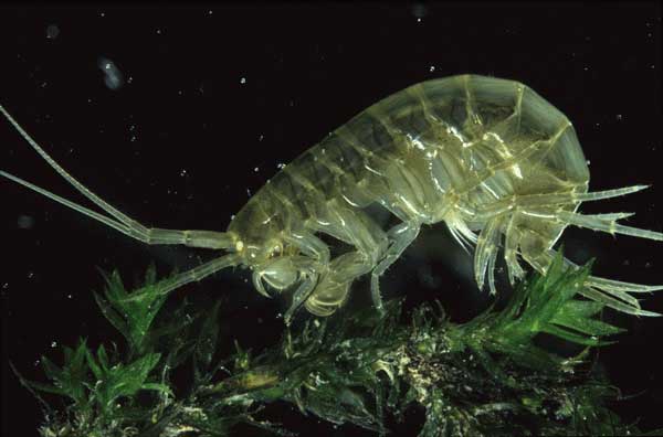 Catalogue of Organisms: Niphargus